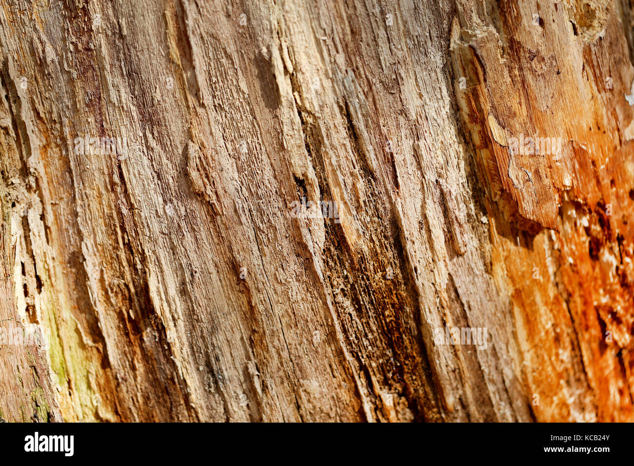 Photo macro background beautiful old tree texture Stock Photo - Alamy