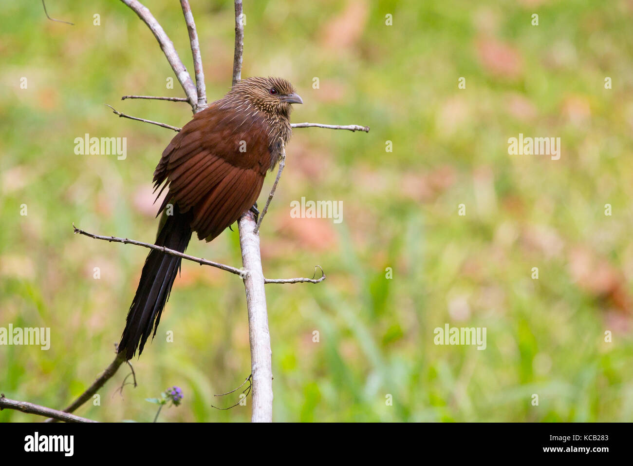 Madagascar Coucal perched on branch drying feathers after early morning ...