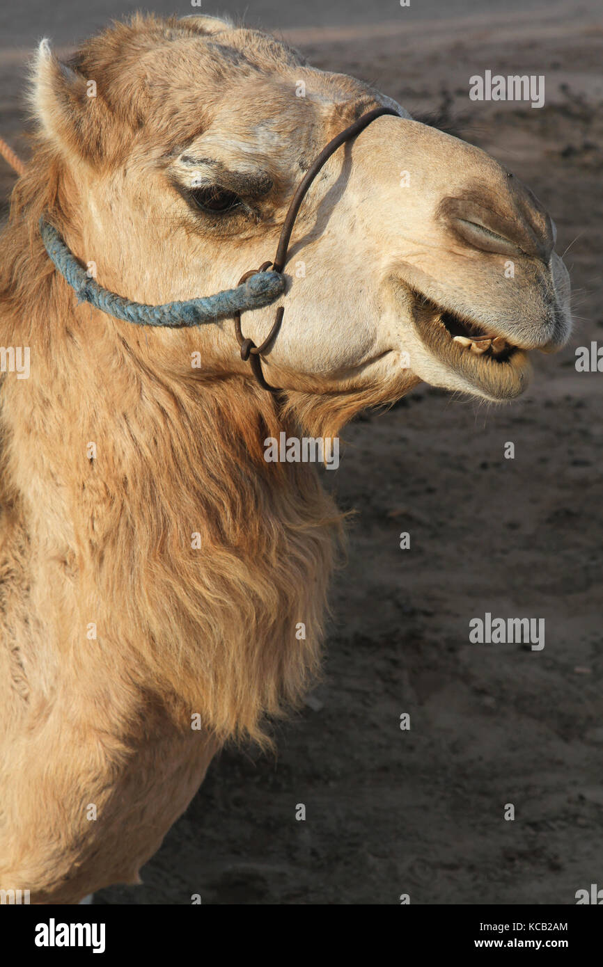 A camel head Stock Photo - Alamy