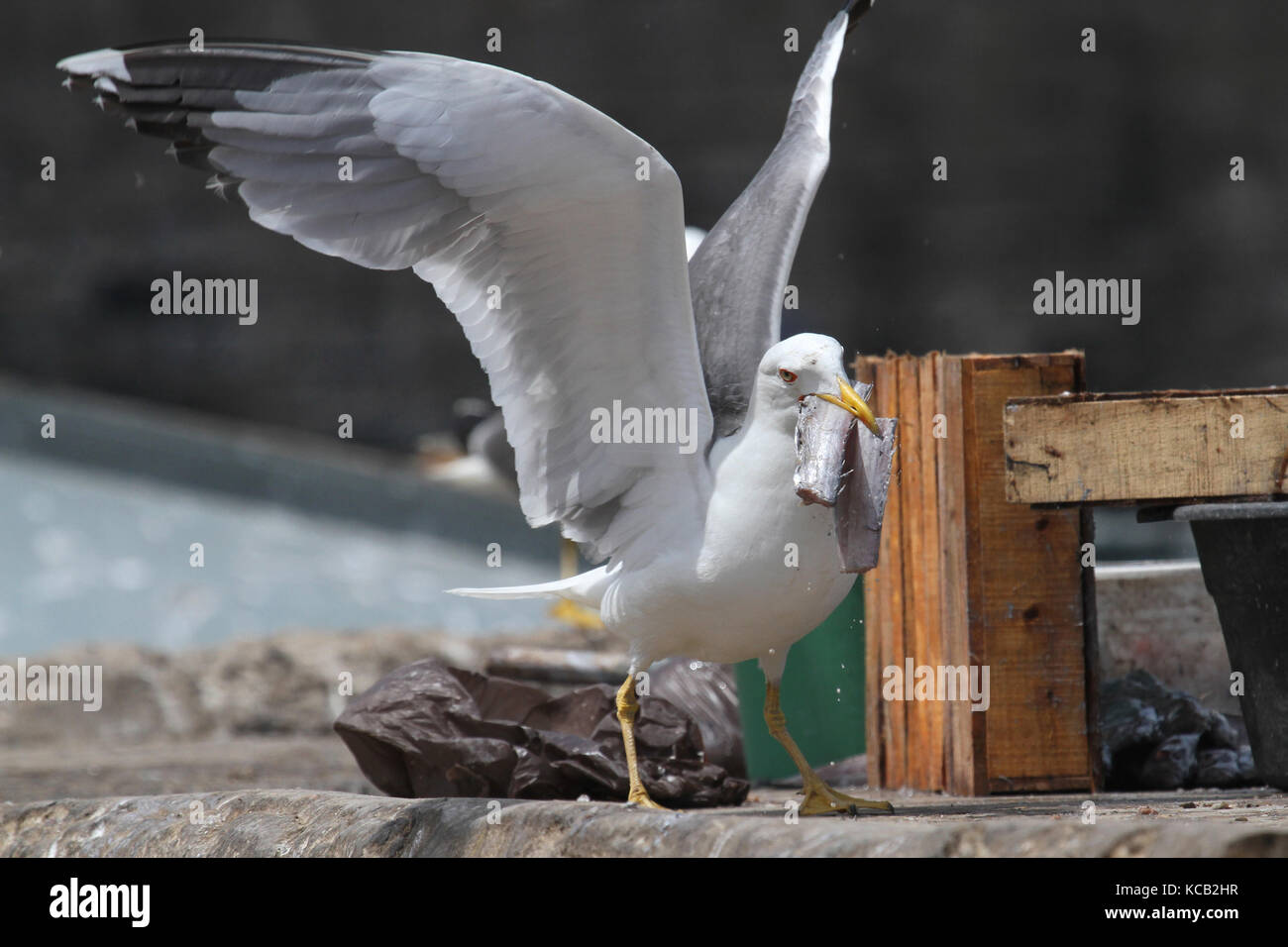 Seagull and fish robbery Stock Photo - Alamy