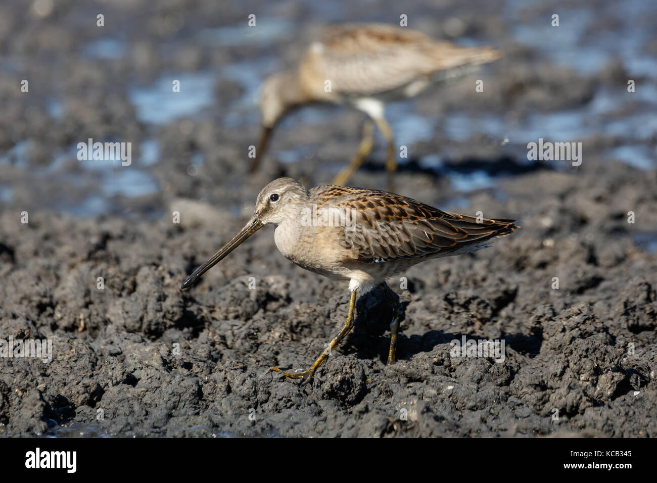 Long-billed dowitcher at Richmond BC Canada 2017 Sep Stock Photo - Alamy