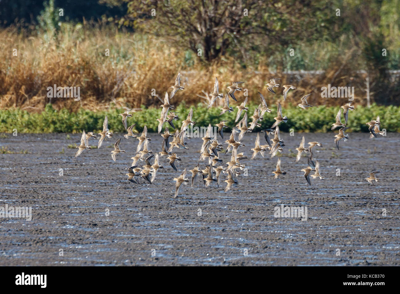 flying sandpiper at Richmond BC Canada 2017 Sep Stock Photo - Alamy
