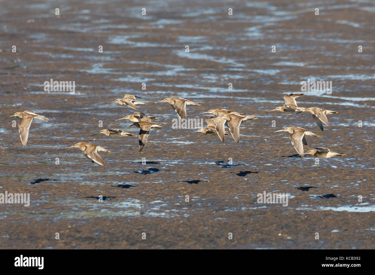 Group long billed dowitcher hi-res stock photography and images - Alamy