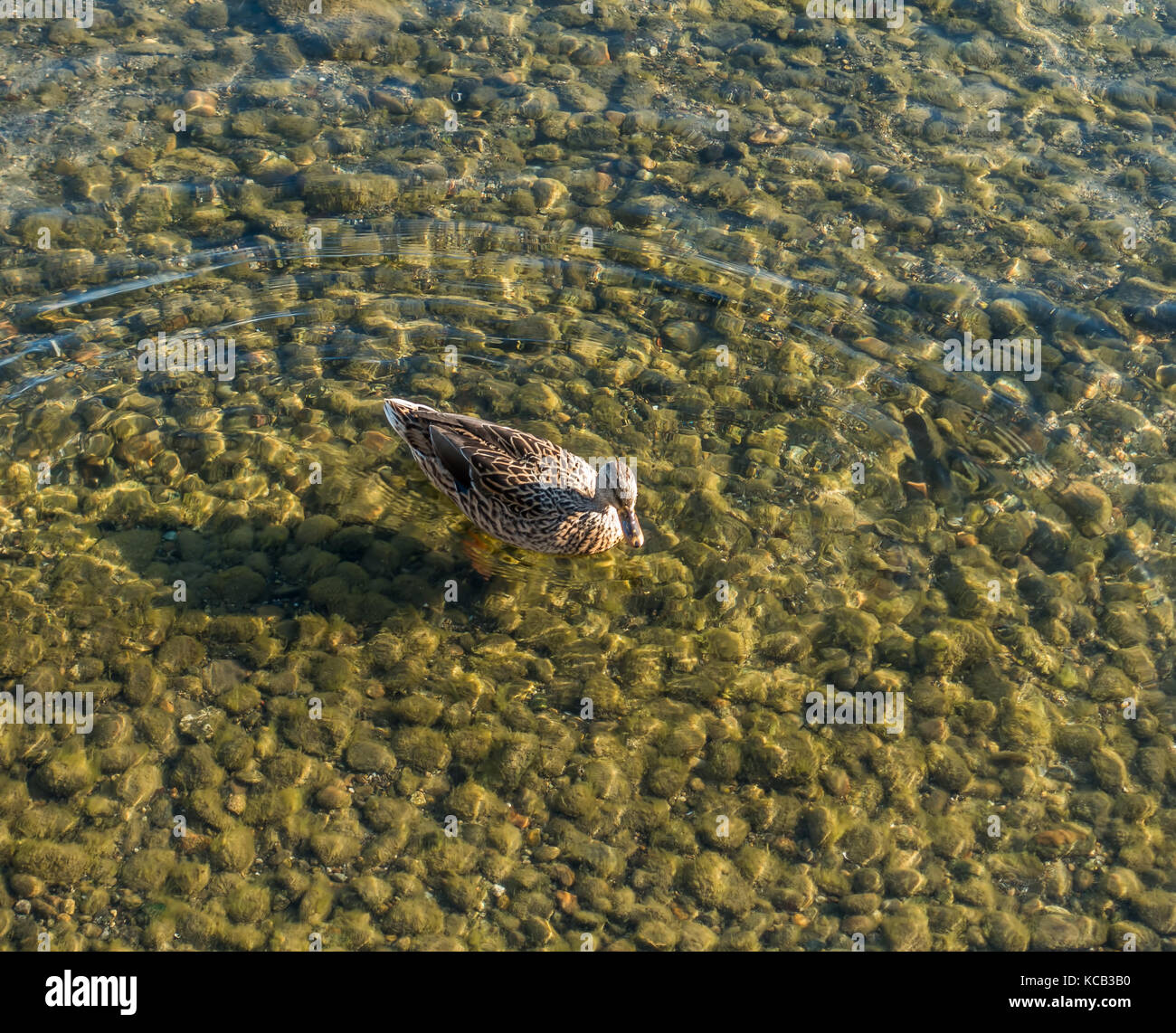 A duck wades in the shallows of Lake Washington Stock Photo - Alamy