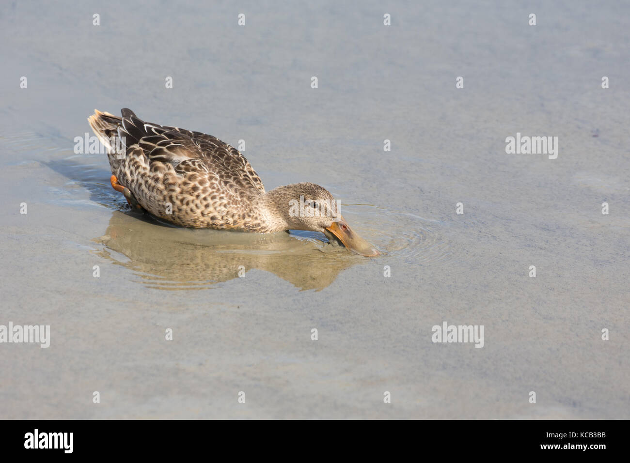 Female shoveler duck hi-res stock photography and images - Alamy