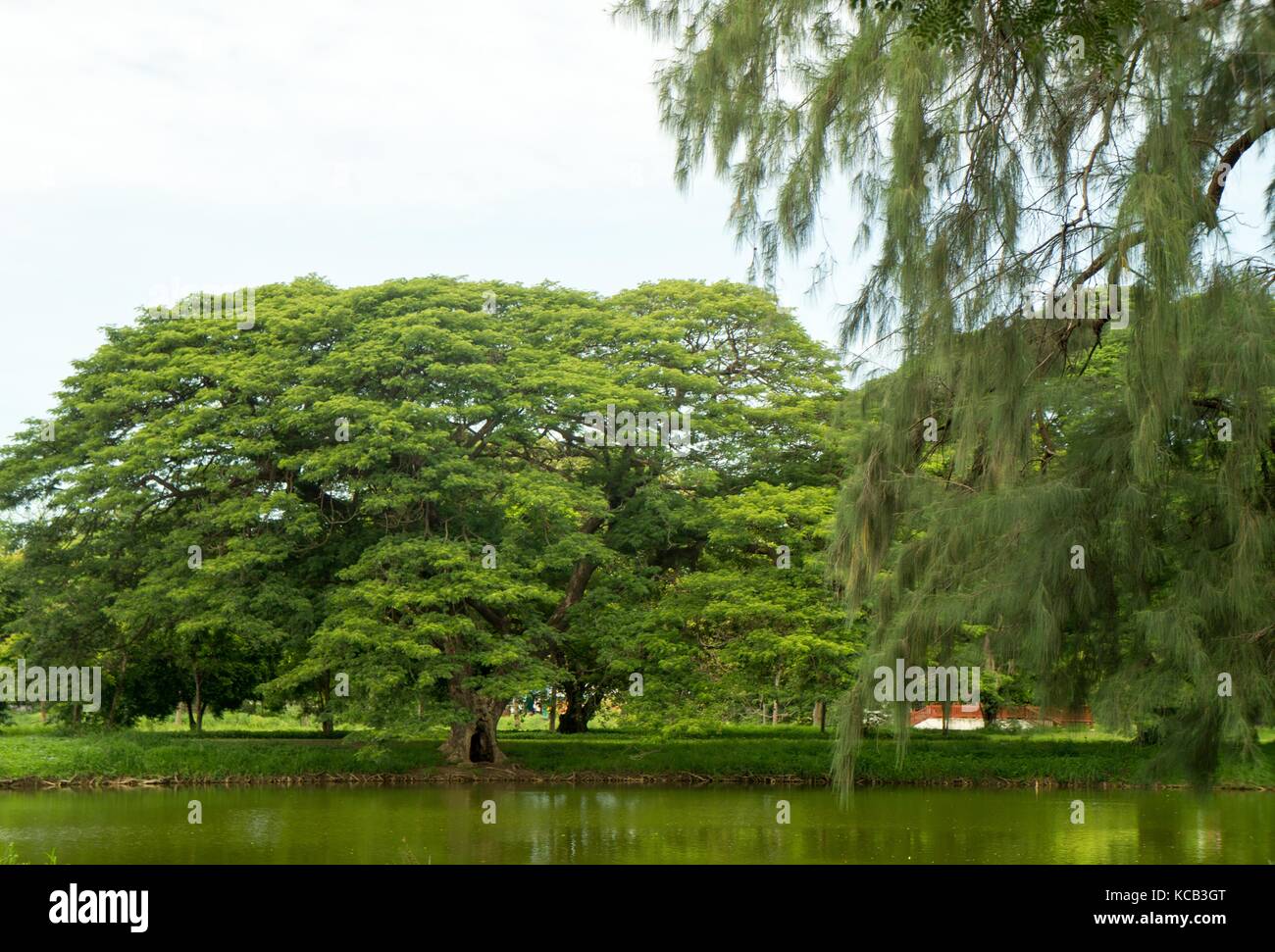 tree in the Sukhothai history park Stock Photo - Alamy