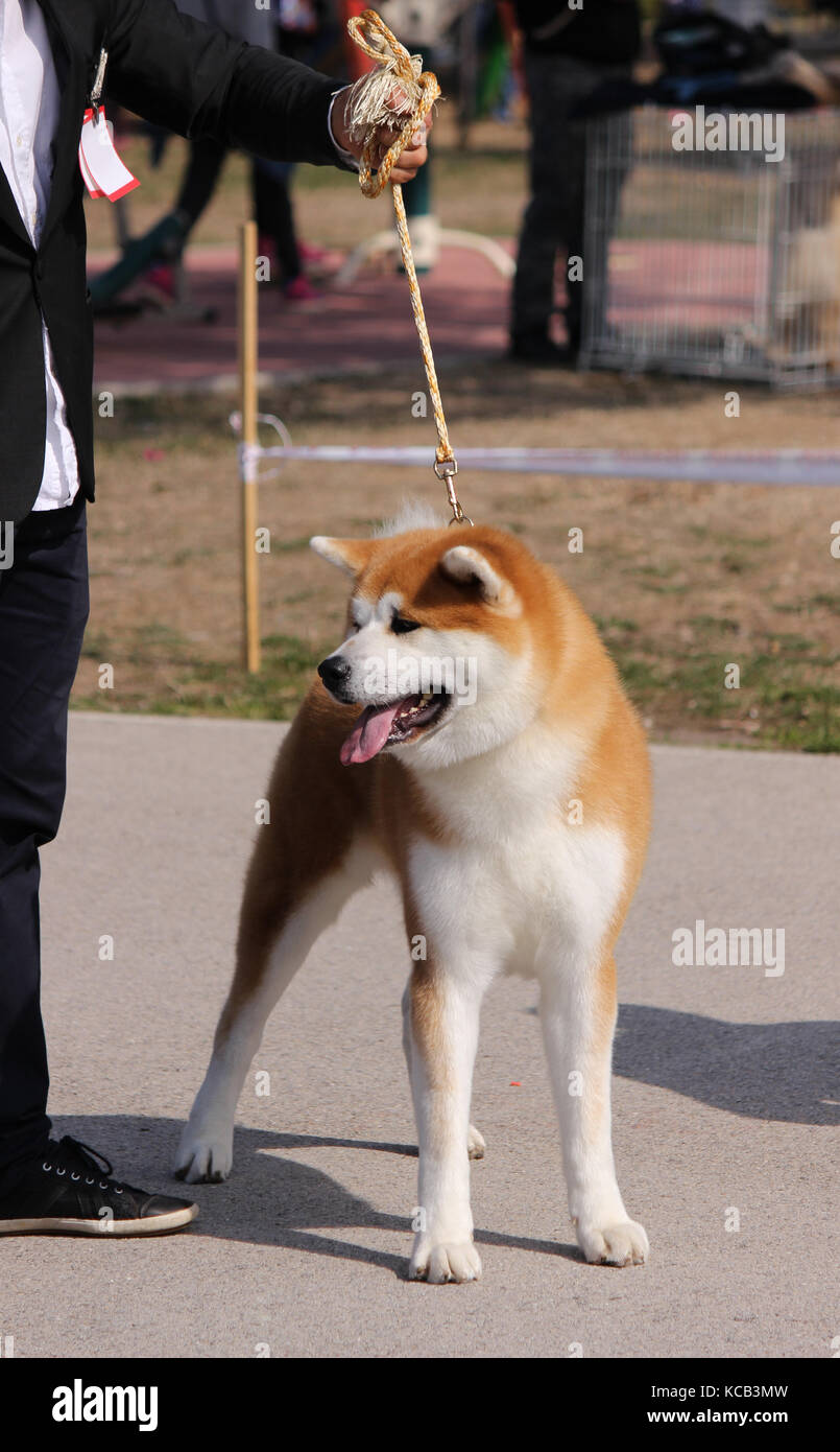 Akita ken hi-res stock photography and images - Alamy