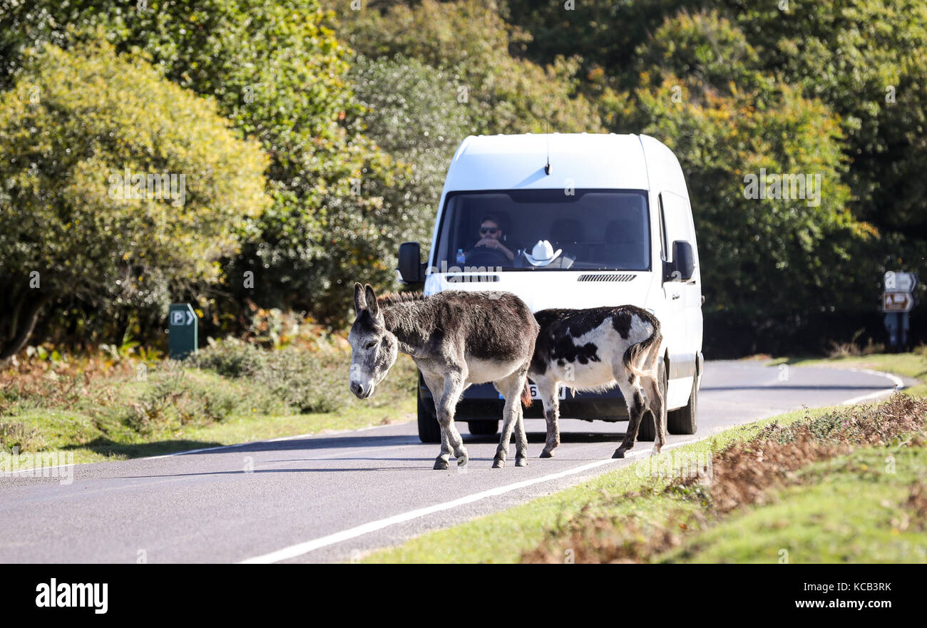 Donkeys roaming free in the New Forest Crossing the road infant of a ...