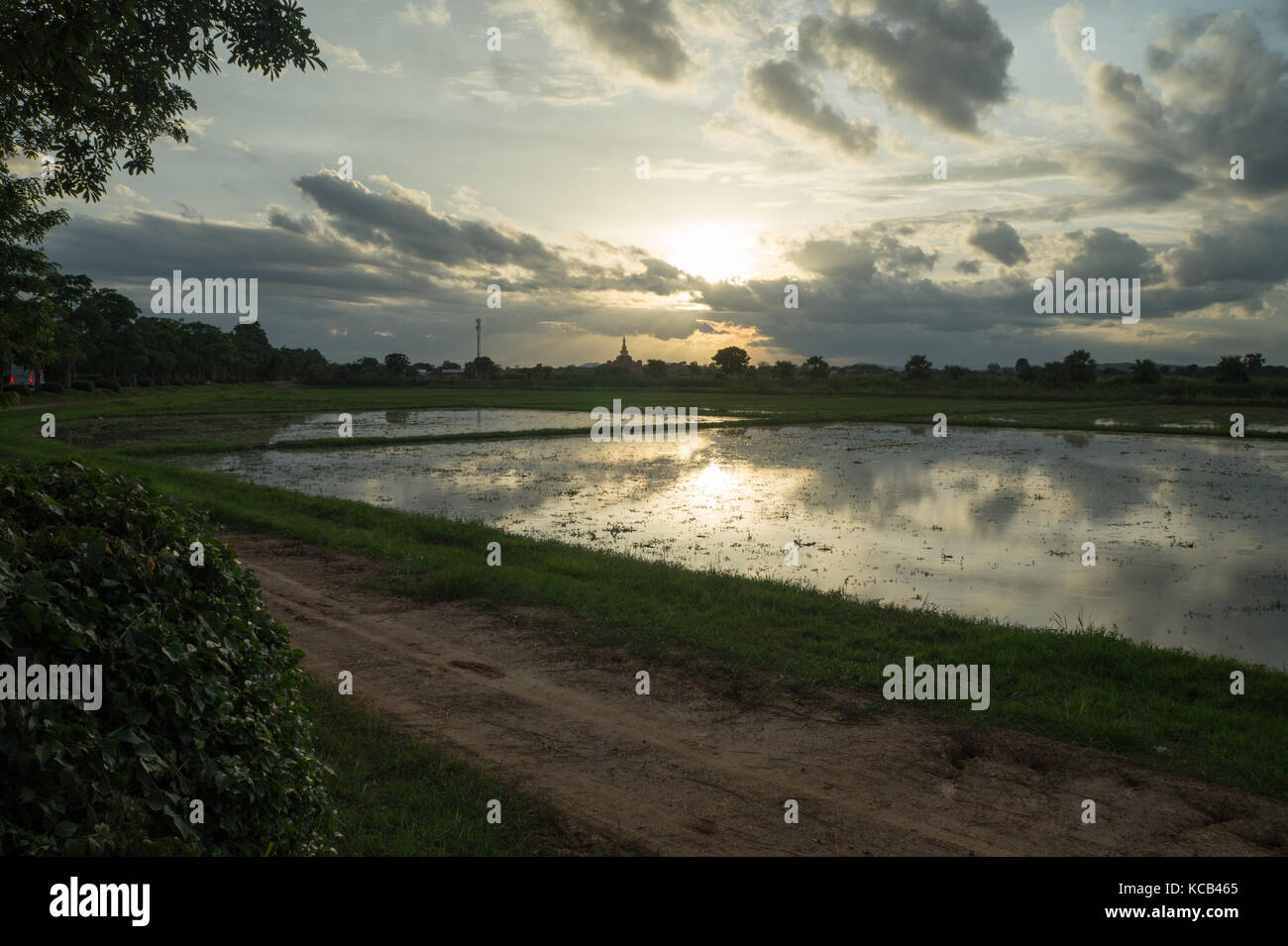 rice field in Sukhothai in thailand in sunset Stock Photo - Alamy
