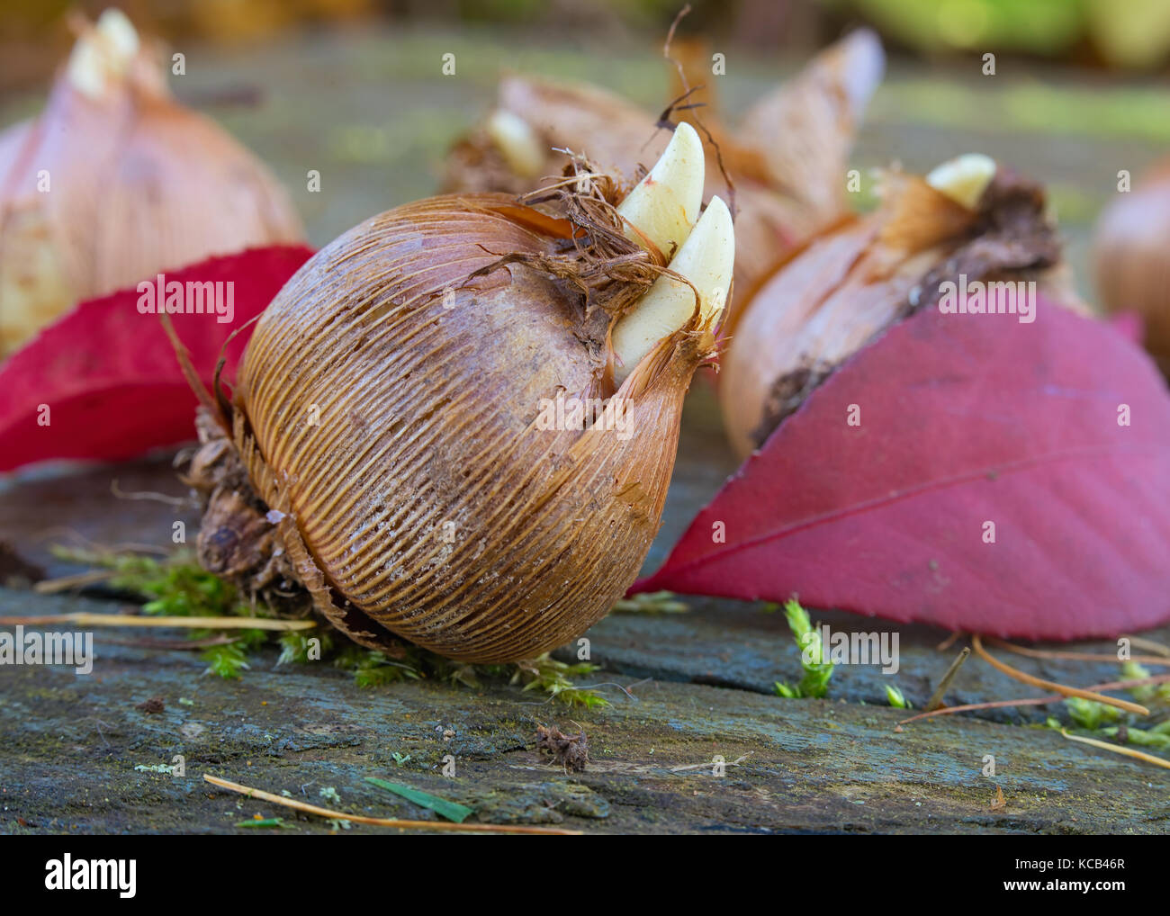 Crocus bulbs and fall leaves arranged on a weathered board Stock Photo ...