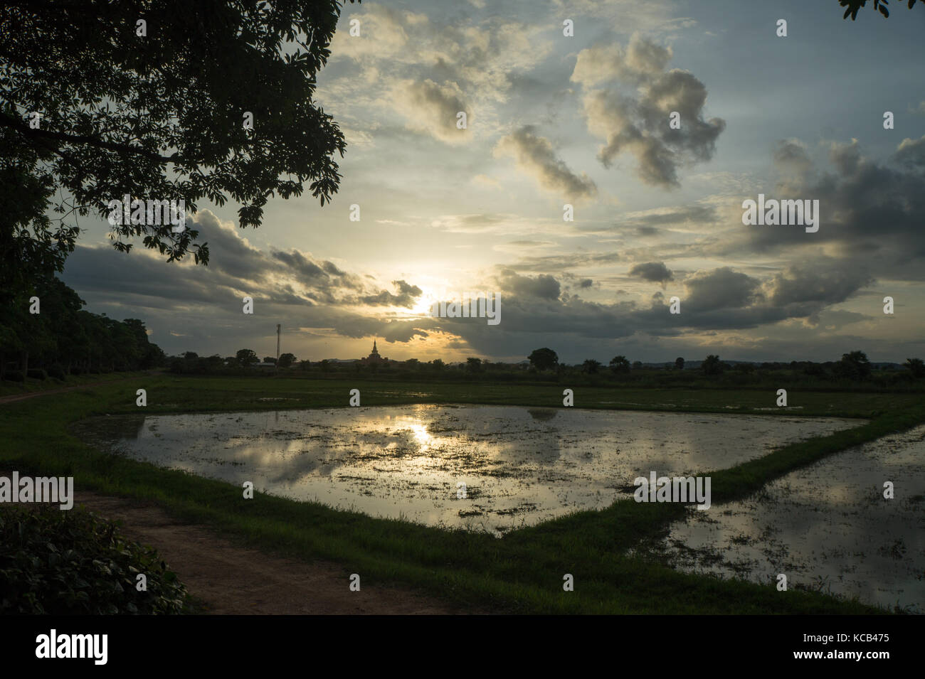 rice field in Sukhothai in thailand in sunset Stock Photo - Alamy
