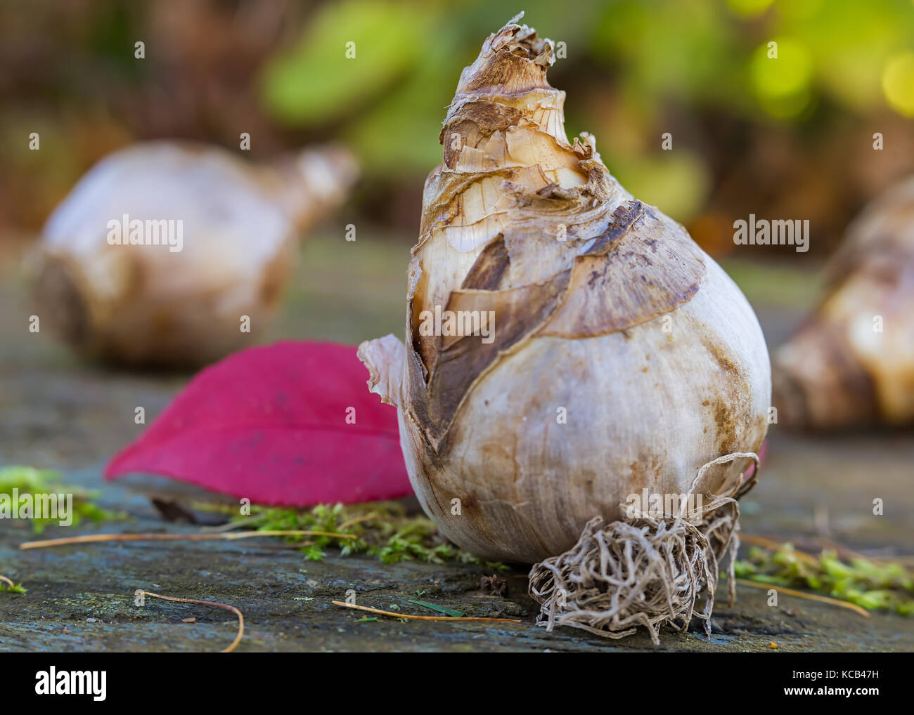 Daffodil bulbs and fall leaves arranged on a weathered board Stock ...