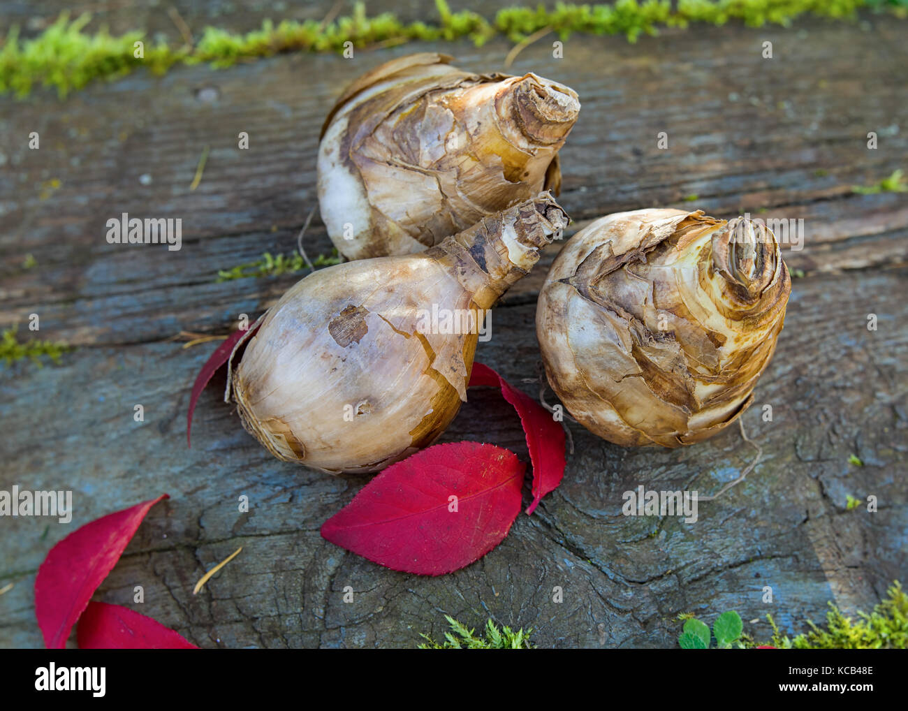 Daffodil bulbs and fall leaves arranged on a weathered board Stock ...