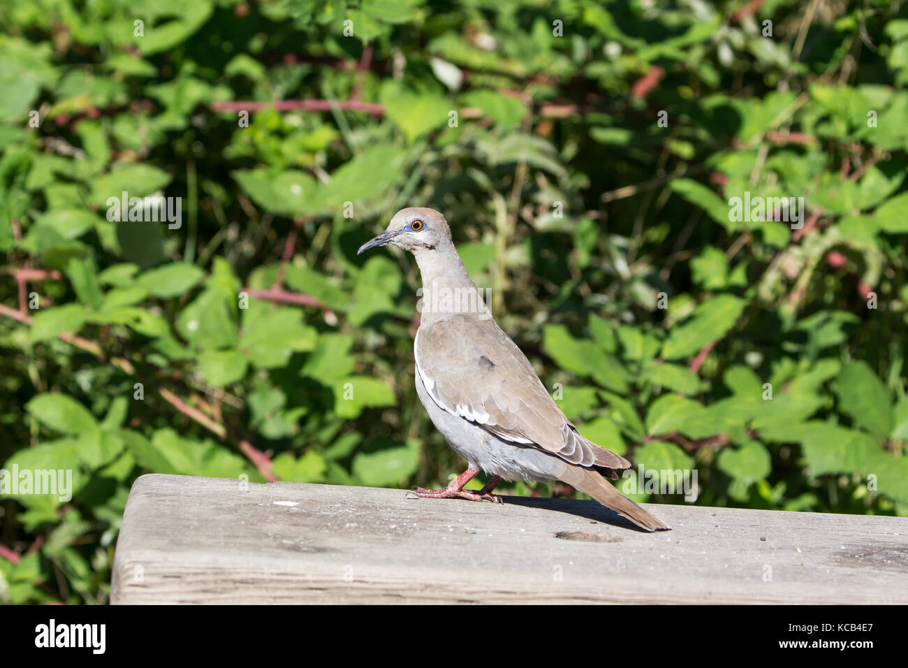 white winged Dove at Richmond BC Canada 2017 Sep Stock Photo - Alamy