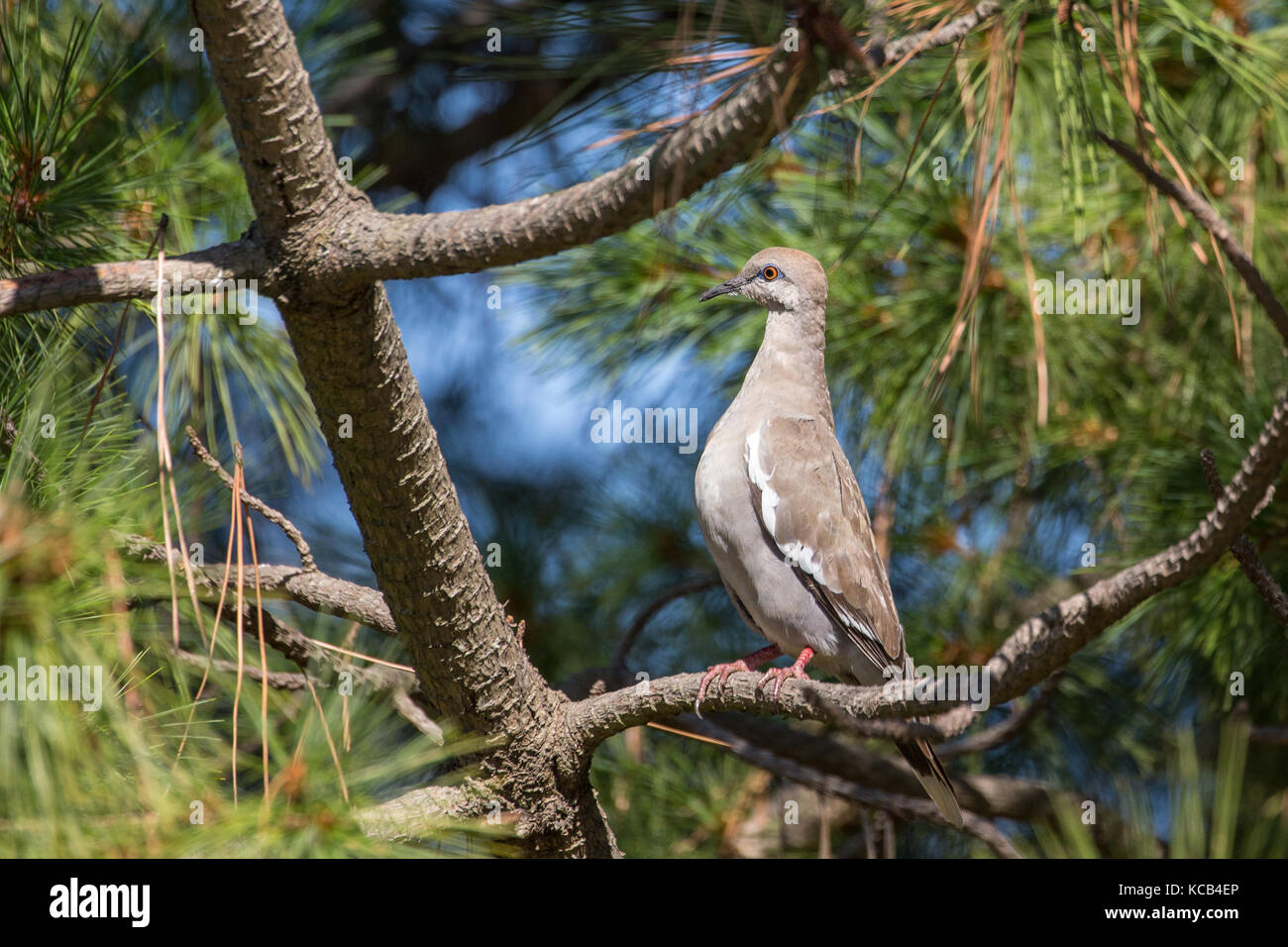 white winged Dove at Richmond BC Canada 2017 Sep Stock Photo - Alamy