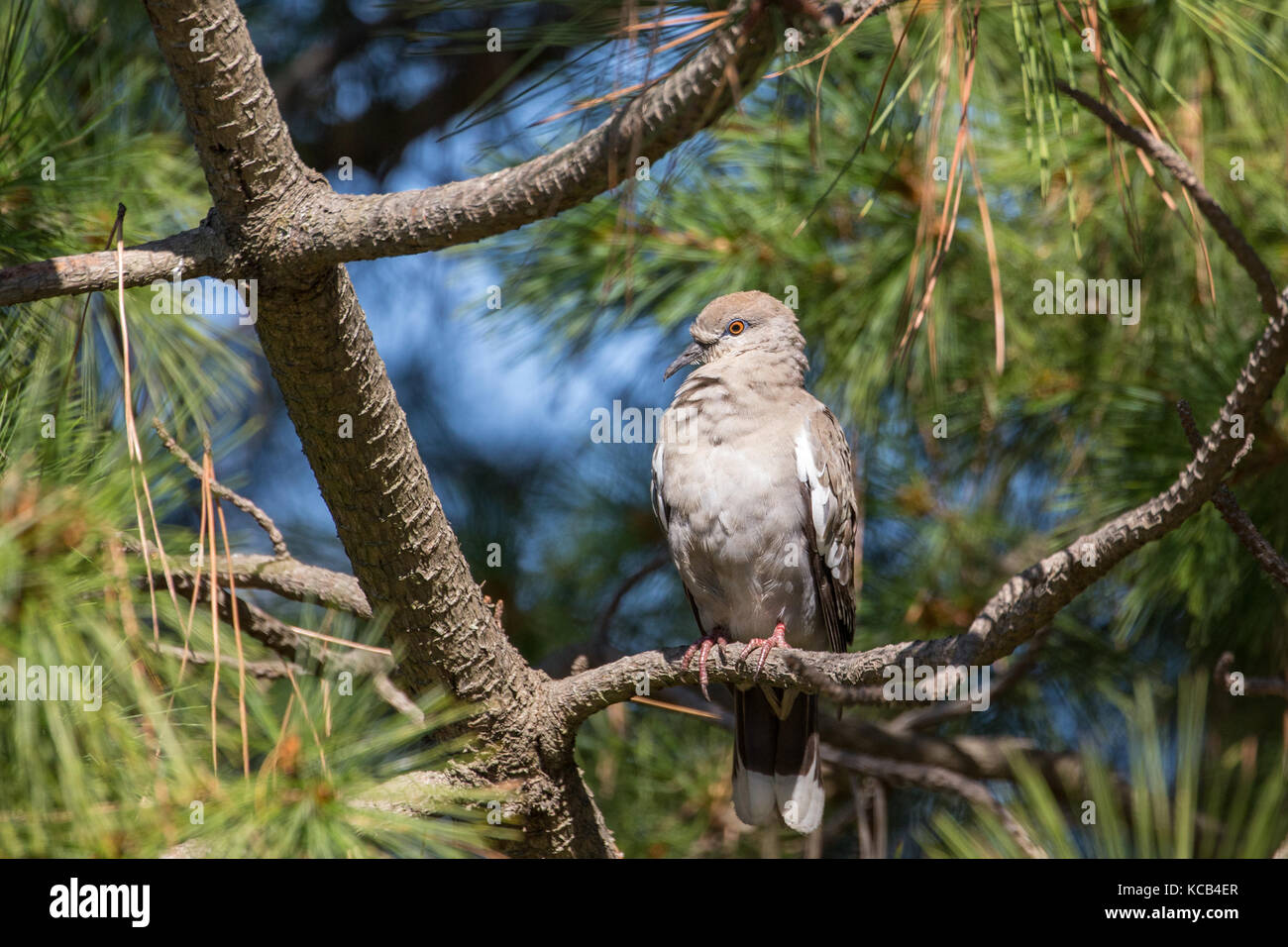 white winged Dove at Richmond BC Canada 2017 Sep Stock Photo - Alamy