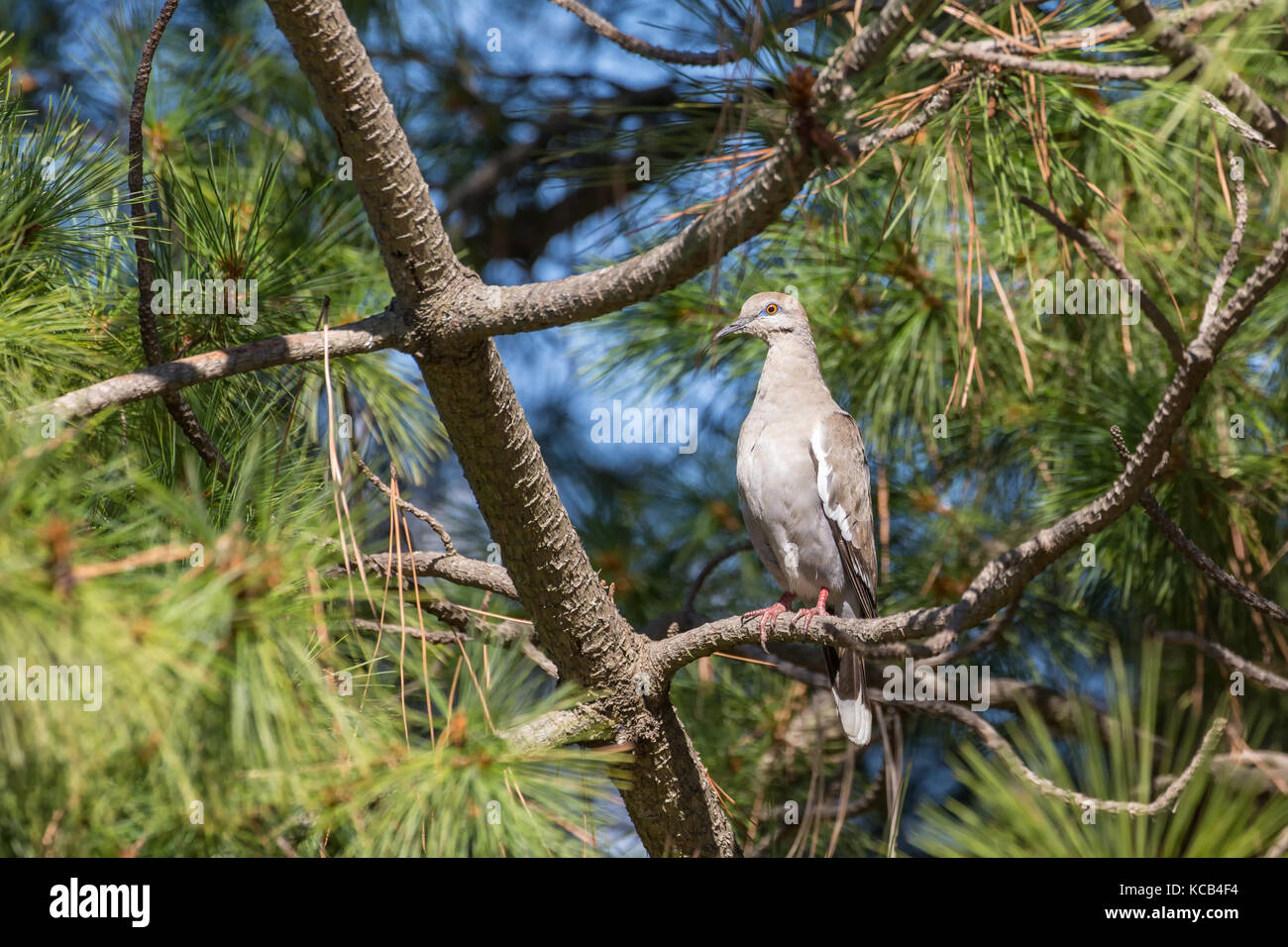 White winged dove bird hi-res stock photography and images - Alamy