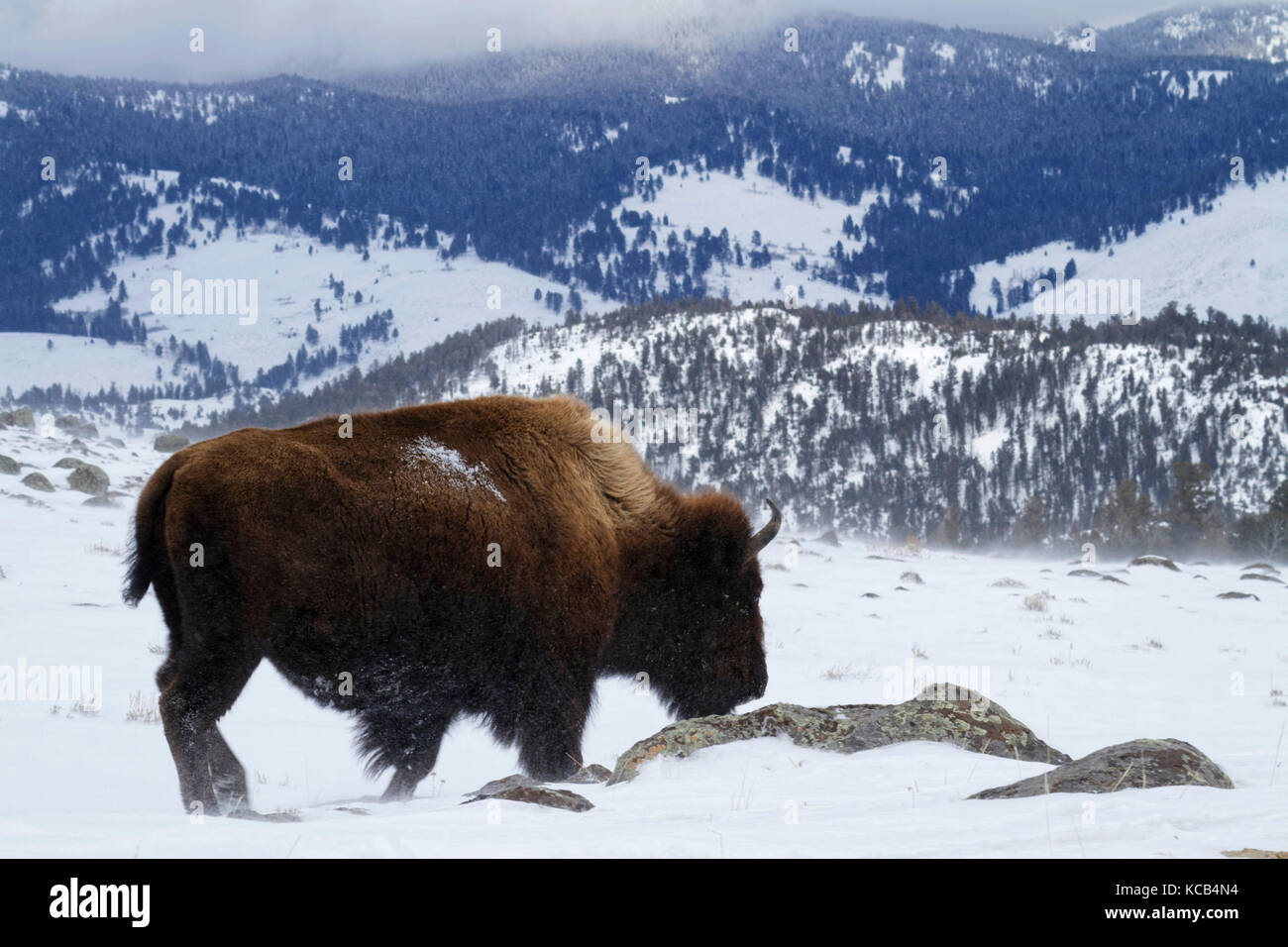 Bison in Winter landscape, Yellowstone National Park Stock Photo - Alamy
