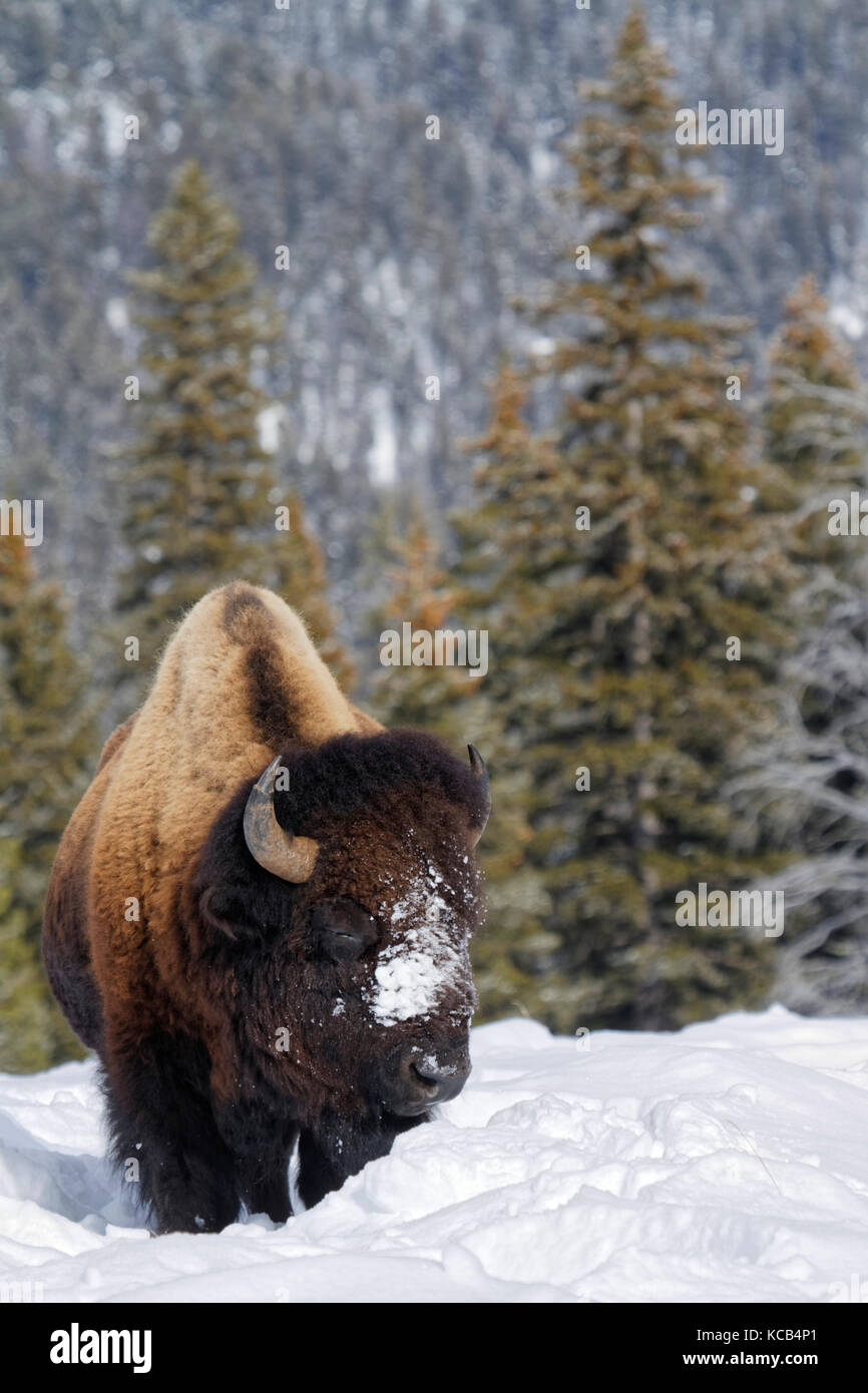 Bison in the landscape hi-res stock photography and images - Alamy