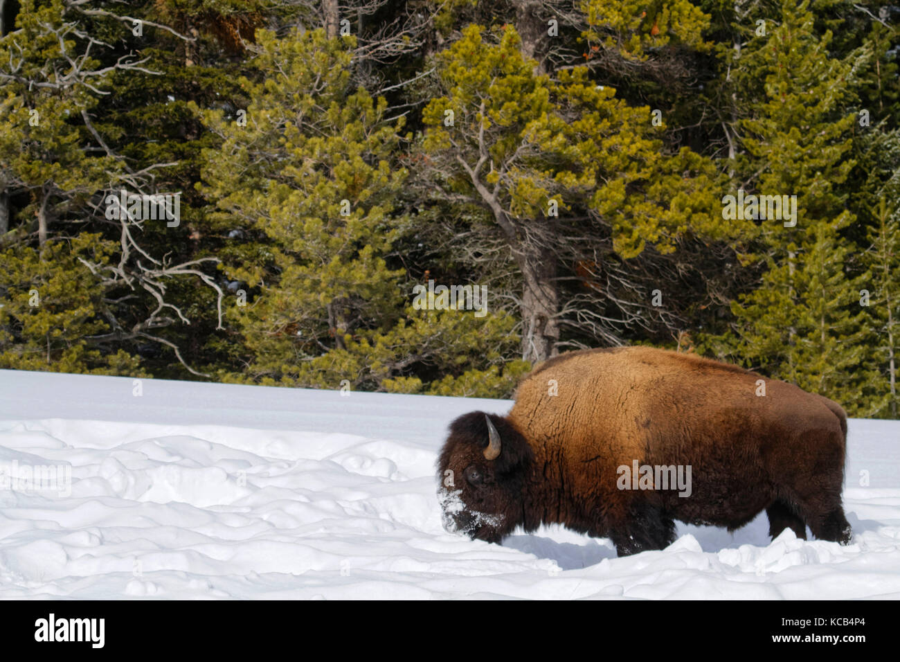 Bison in the landscape hi-res stock photography and images - Alamy