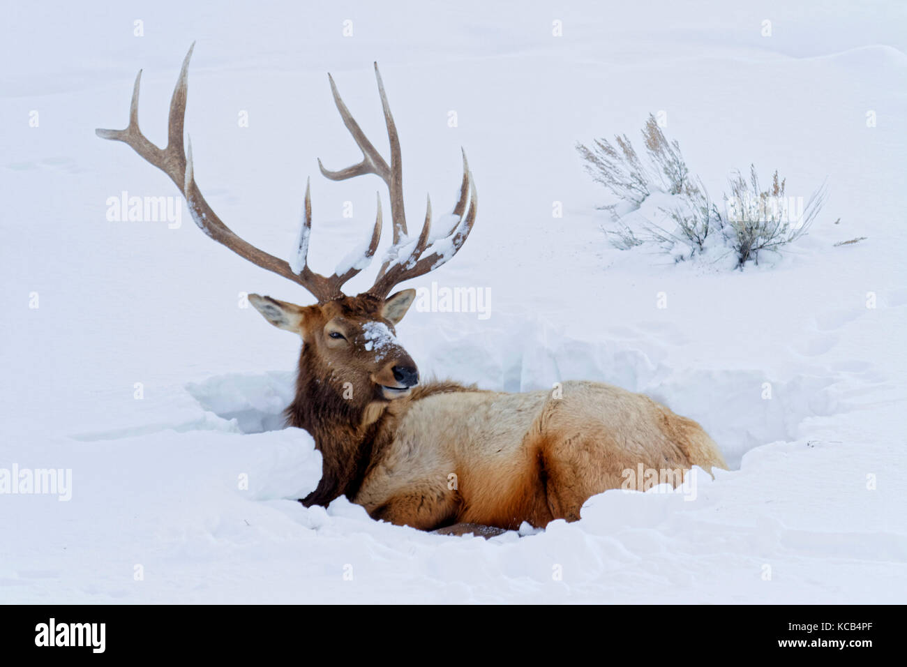 Bull elk in Winter landscape, Yellowstone National Park Stock Photo - Alamy