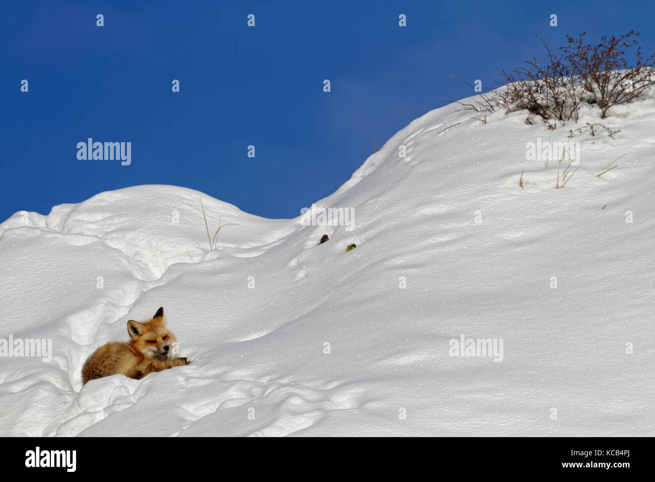 Red fox in the snow, Yellowstone National Park Stock Photo - Alamy