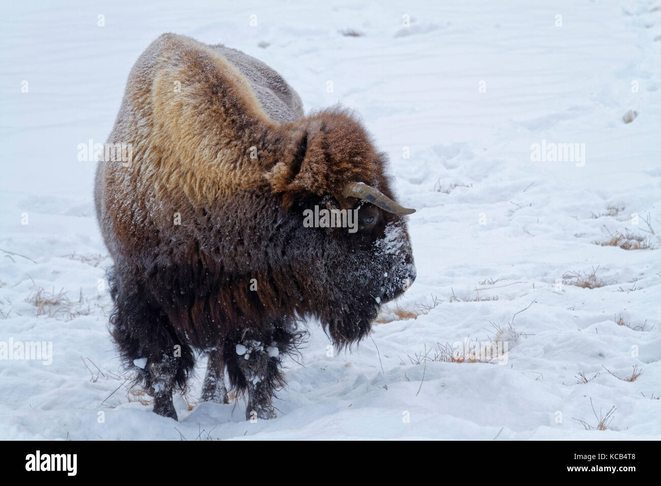 Bison in the snow, Yellowstone National Park Stock Photo - Alamy