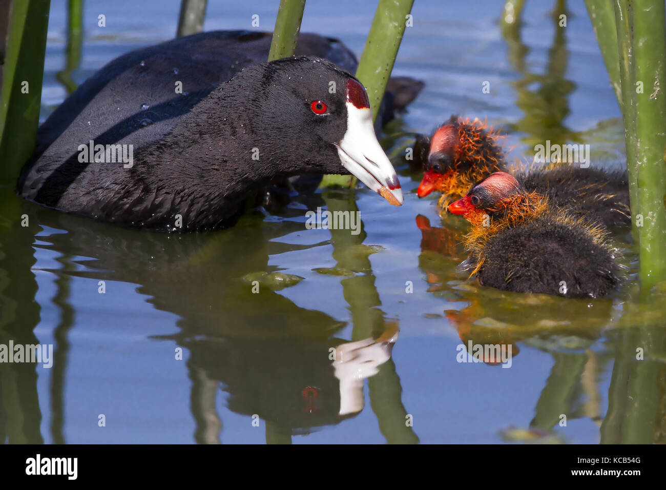 American coot feeding chicks Stock Photo - Alamy