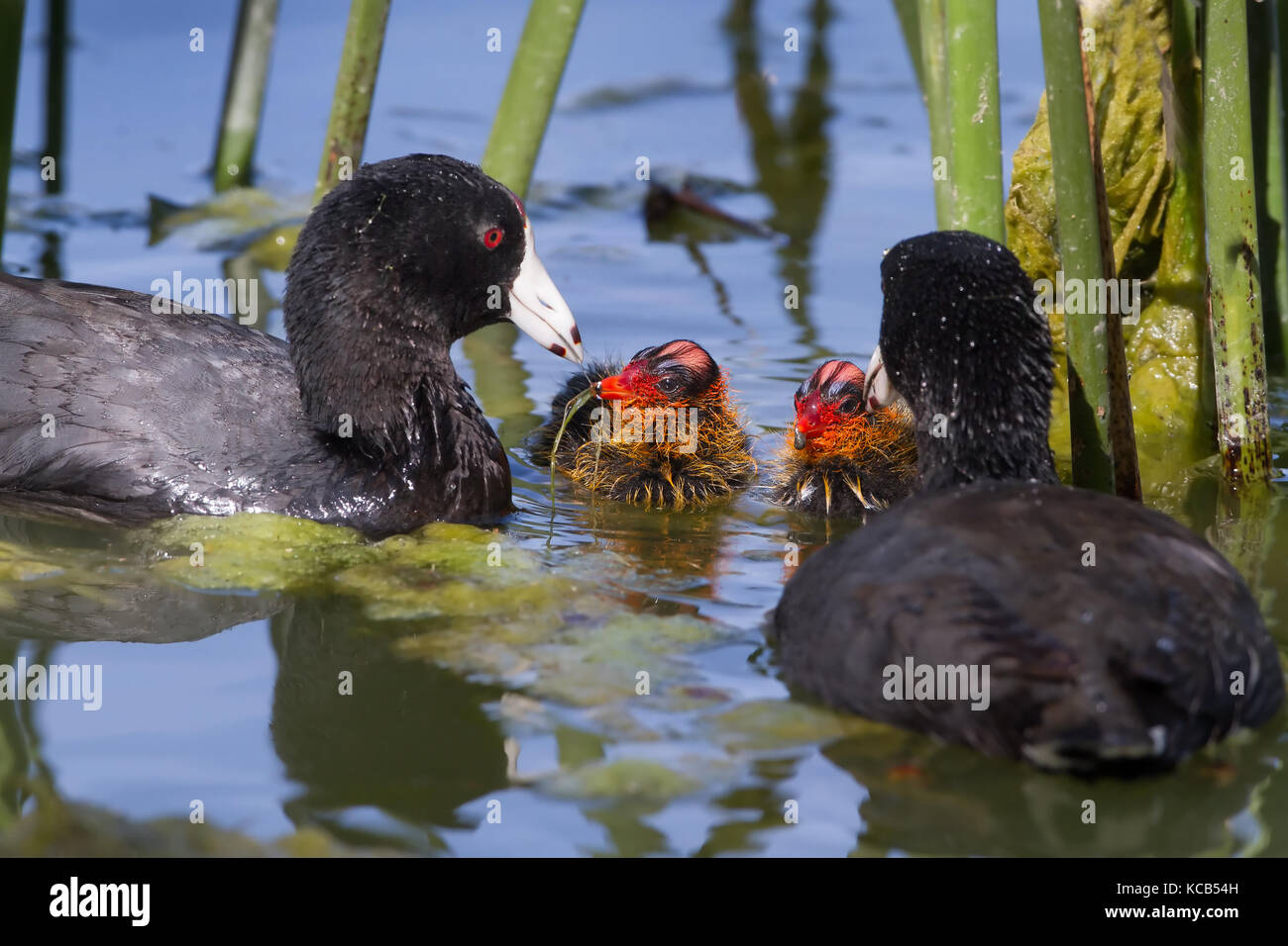 Baby coots hi-res stock photography and images - Alamy