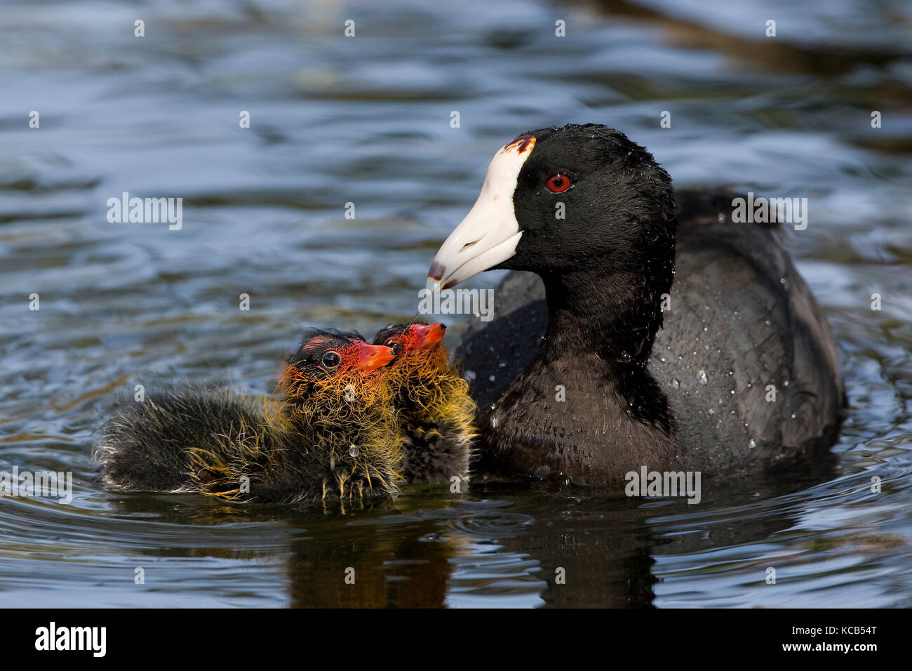 American coots feeding babies, chicks Stock Photo - Alamy
