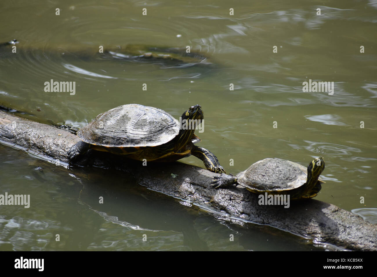 Yellow bellied slider turtles on a floating log Stock Photo - Alamy