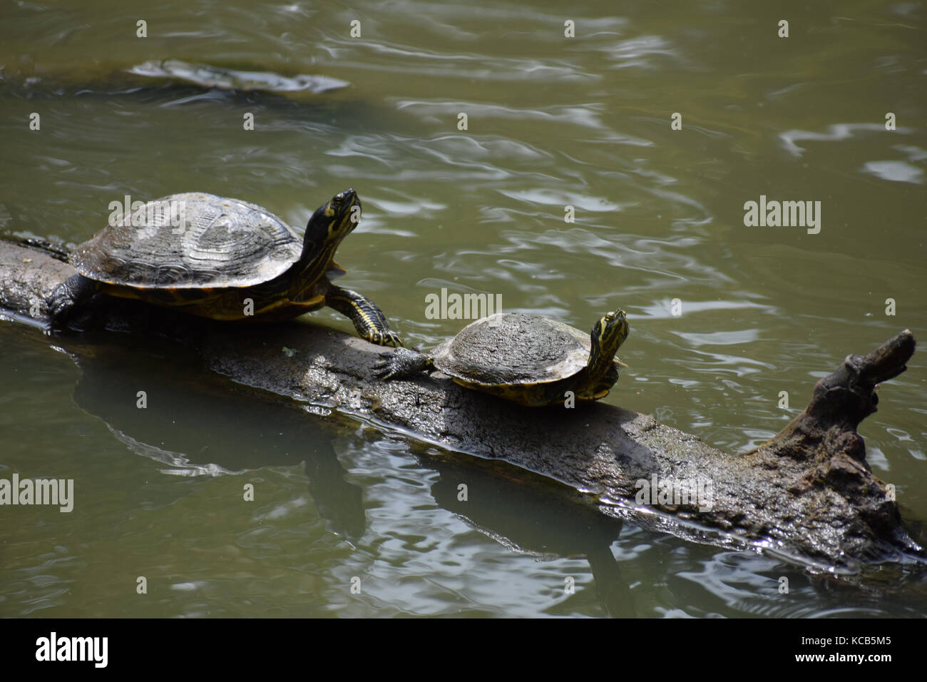 Yellow bellied slider turtles on a floating log Stock Photo - Alamy
