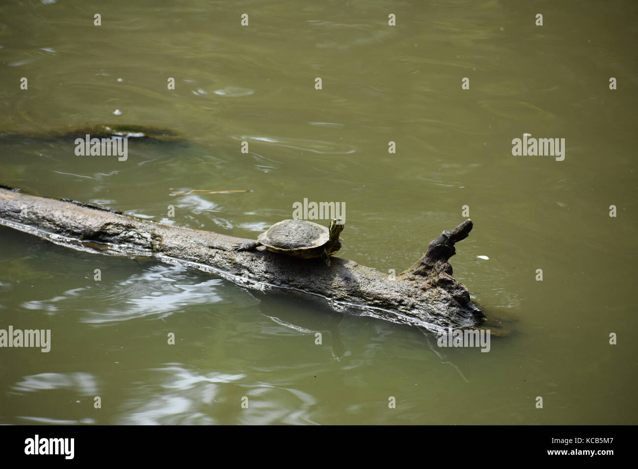 Yellow bellied slider turtles hi-res stock photography and images - Alamy