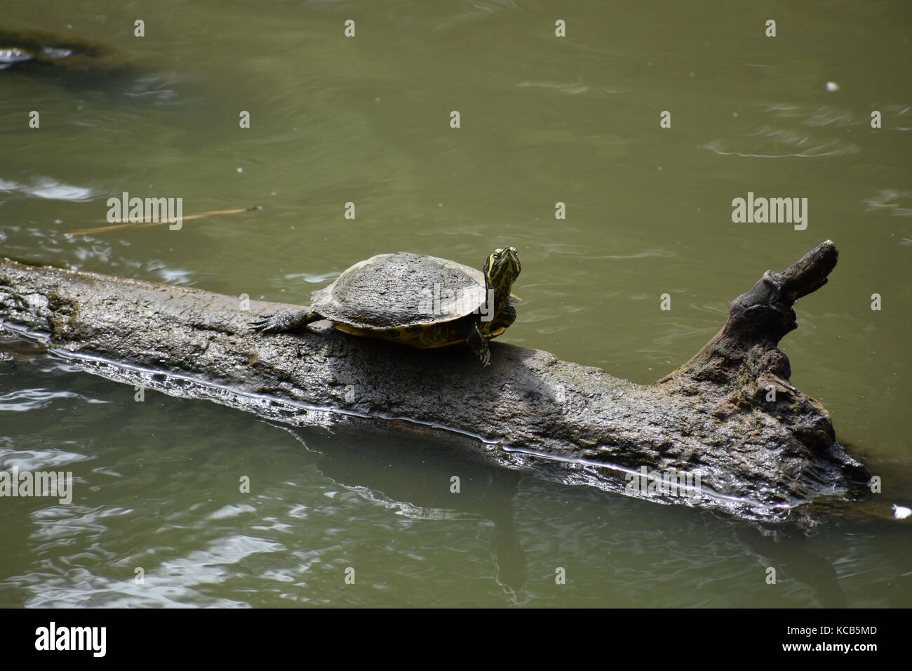 Yellow bellied slider turtles on a floating log Stock Photo - Alamy