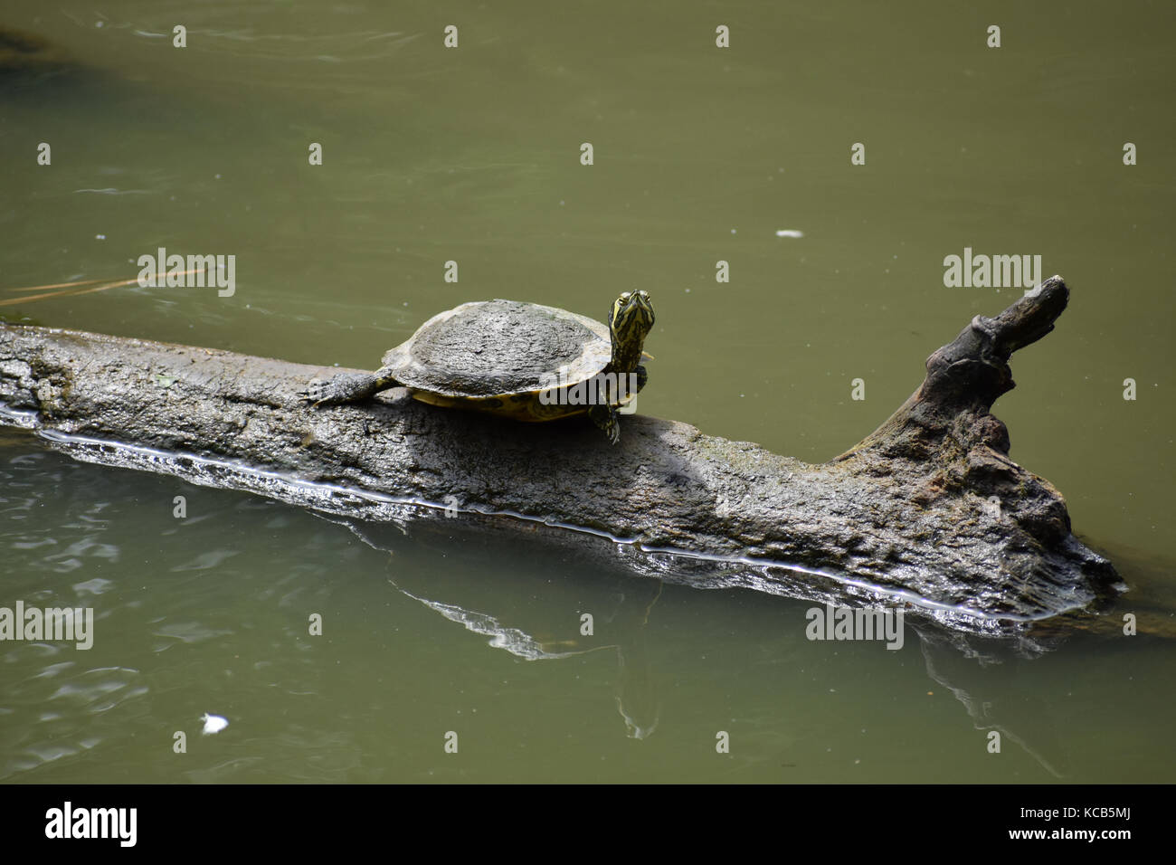 Yellow bellied slider turtles on a floating log Stock Photo - Alamy