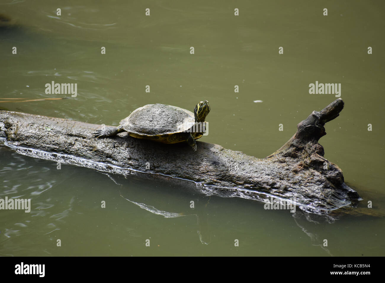 Yellow bellied slider turtles on a floating log Stock Photo - Alamy