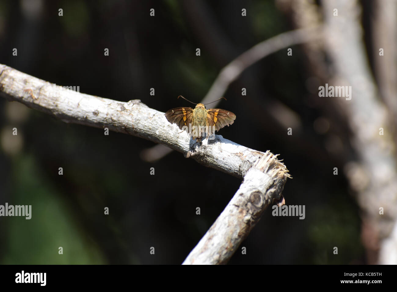 Hoary edge skipper moth in the forest Stock Photo - Alamy