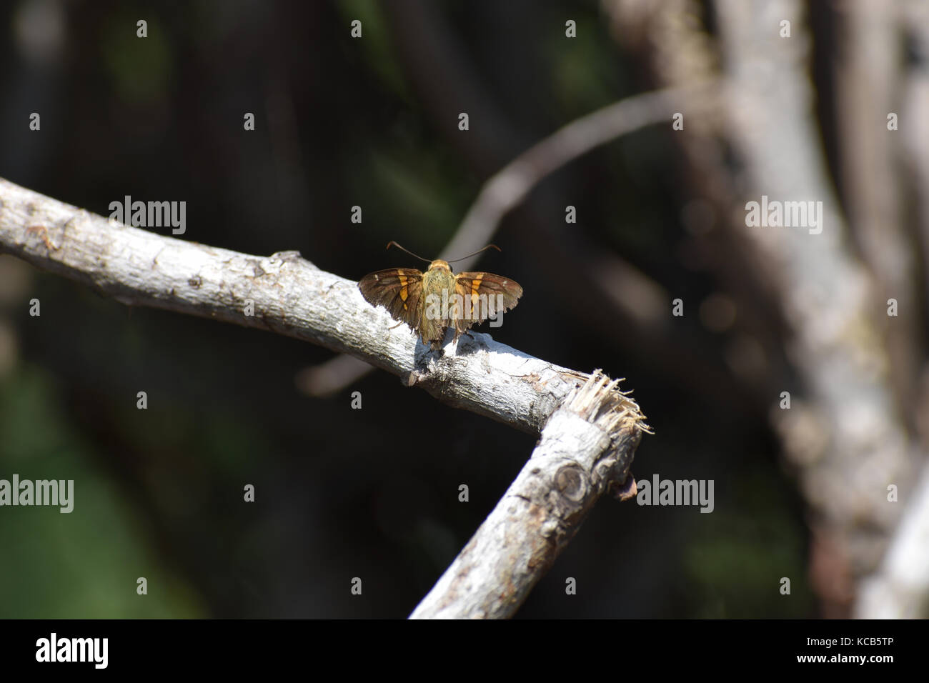 Hoary edge skipper moth in the forest Stock Photo - Alamy