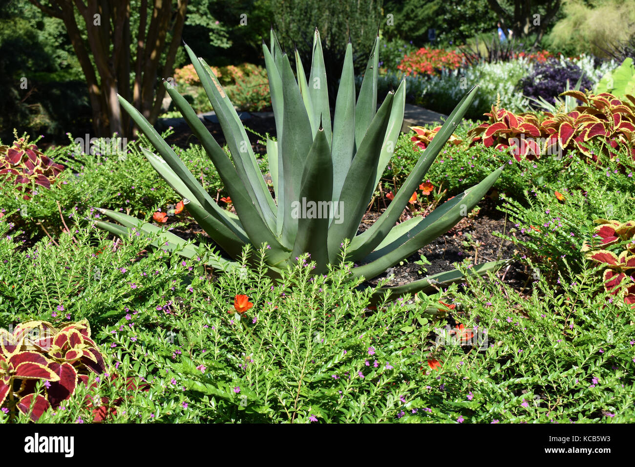 Large Agave Palmeri Plant with textured spiky leaves in a landscaped ...