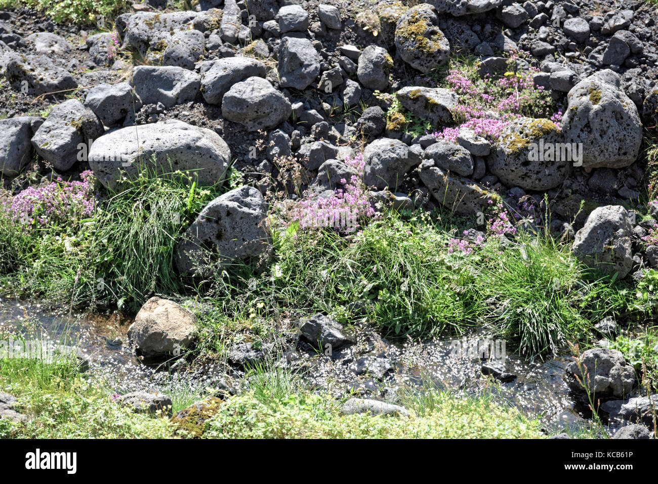 Bizarre lava formations surrounded by cotton grass, Skaelingar mountain ...