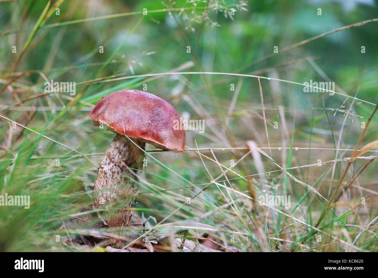 Large orange cap boletus grow in grass wood. Red Leccinum mushroom ...