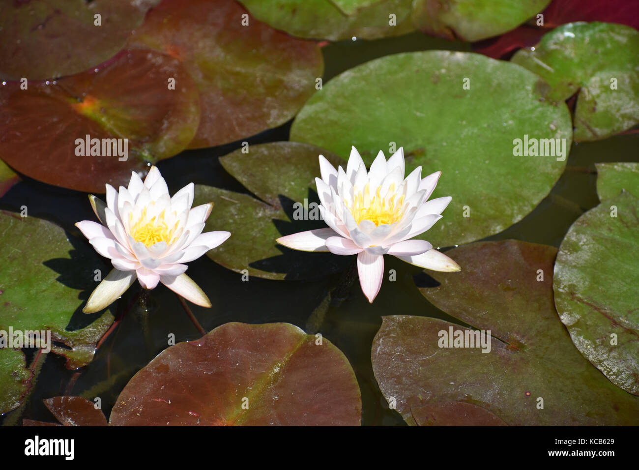 Two side by side white lotus flowers Stock Photo - Alamy