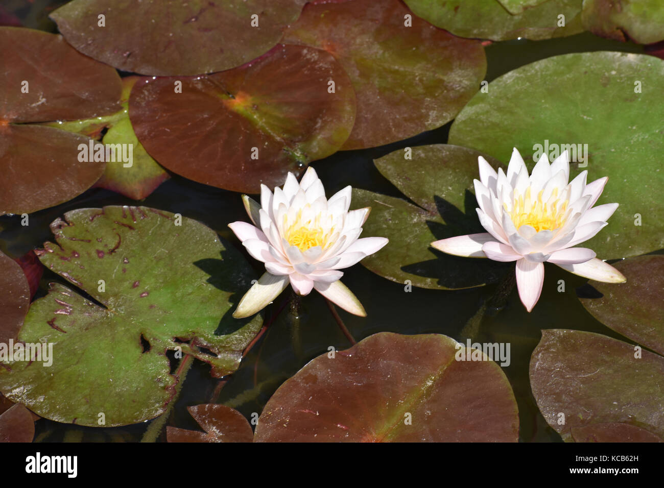 Two side by side white lotus flowers Stock Photo - Alamy