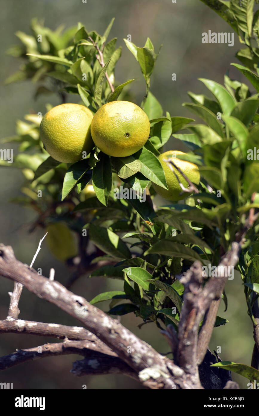 Wild Lemon Tree High Resolution Stock Photography and Images - Alamy