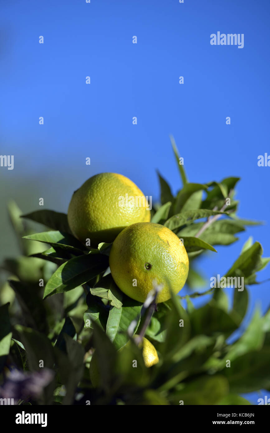 lemons growing on a tree in Corfu, Greece/ Fresh fruit growing wild ...
