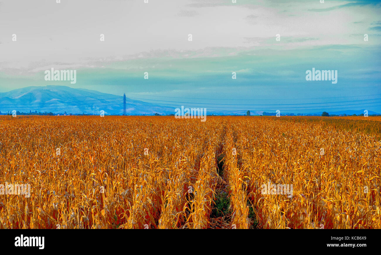 corn field after harvest, image of a Stock Photo - Alamy