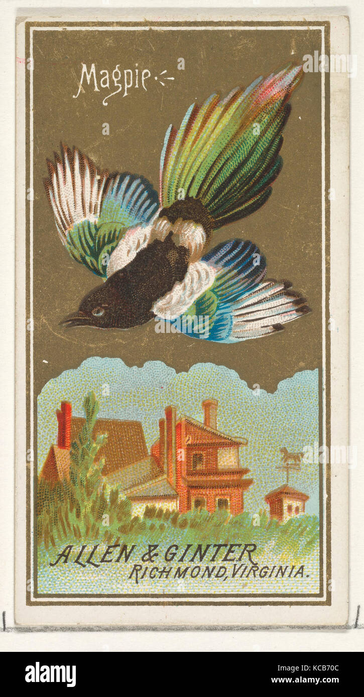 Magpie, from the Birds of America series (N4) for Allen & Ginter ...