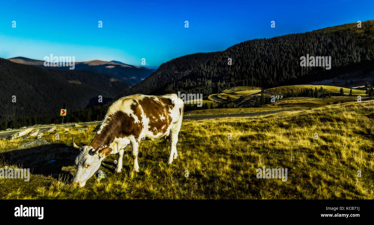 Cow on hill hi-res stock photography and images - Alamy