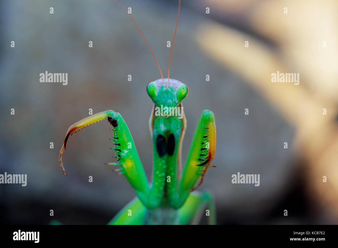 Insectfood hi-res stock photography and images - Alamy