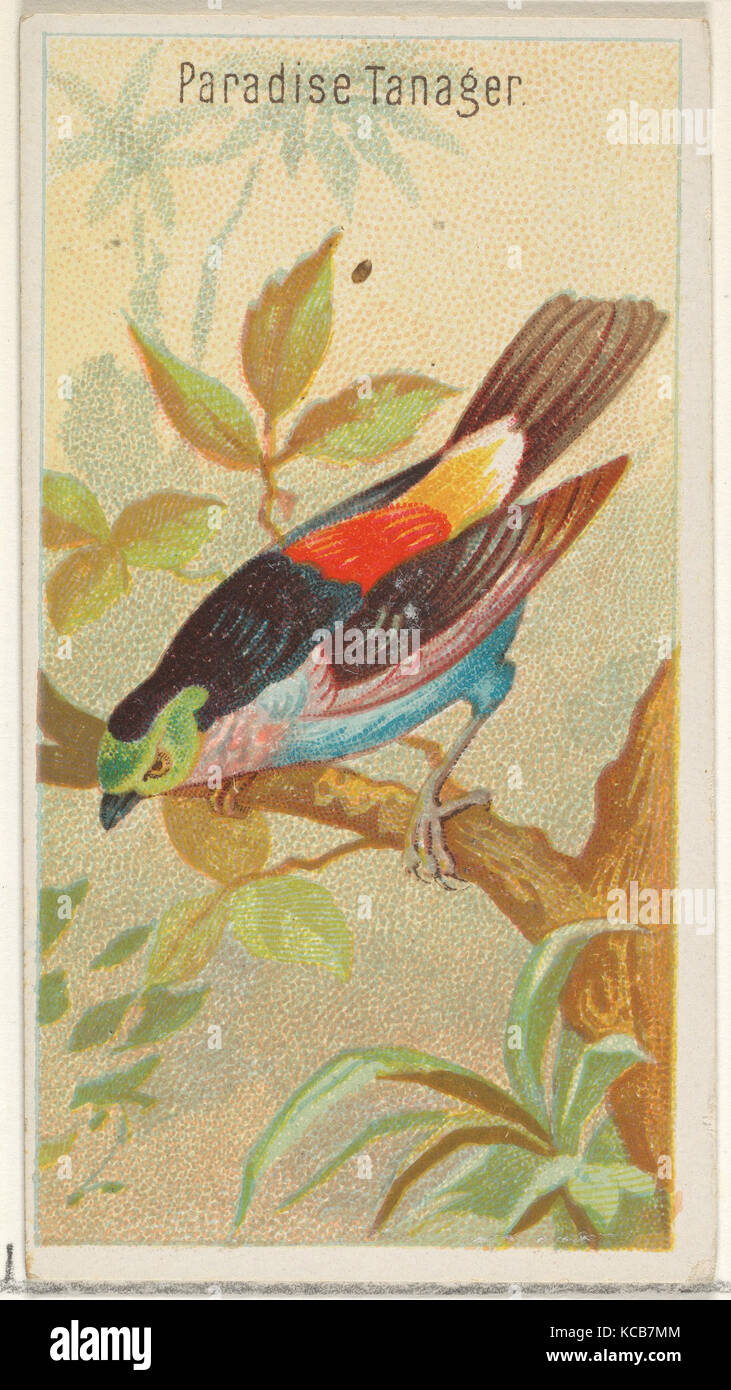 Paradise Tanager, from the Birds of the Tropics series (N5) for Allen ...